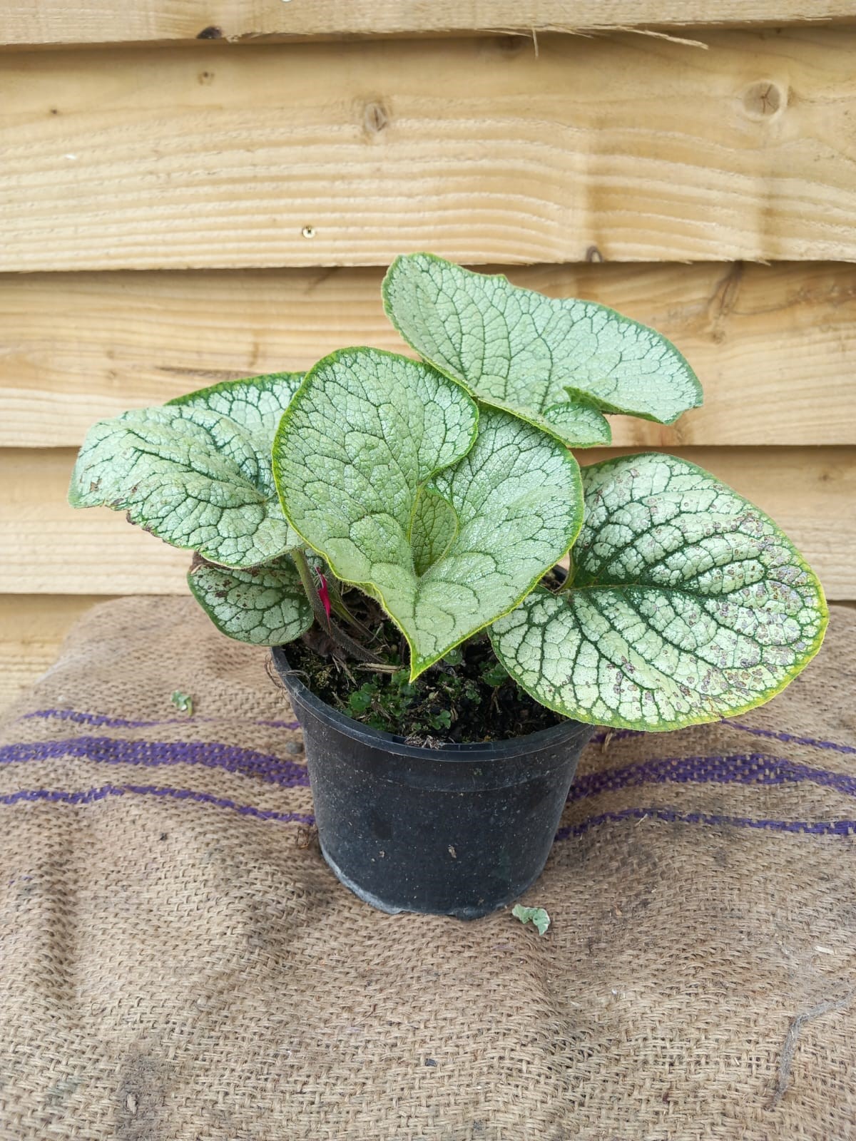 Brunnera macrophylla ‘Sea Heart’ | Frost's Nurseries
