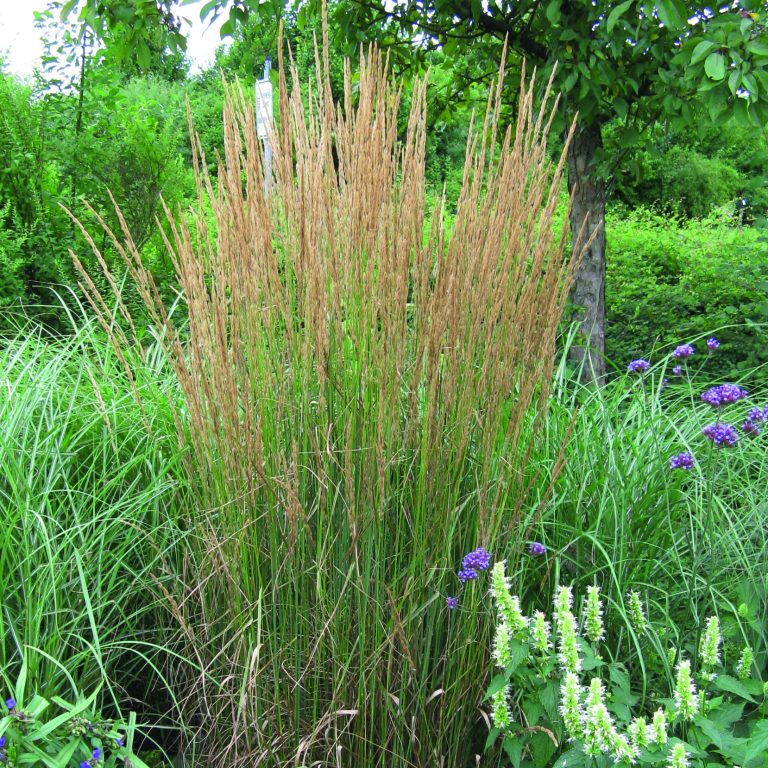 Calamagrostis x acu. 'Karl Foerster' | Frost's Nurseries