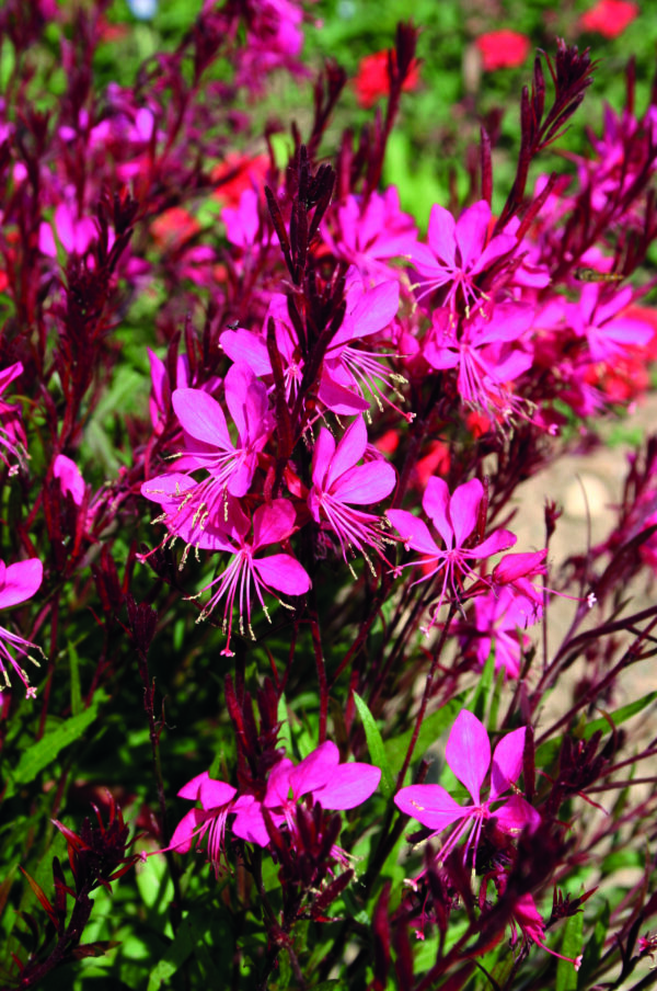 Gaura lindheimeri ‘Gambit Rose’ | Frost's Nurseries
