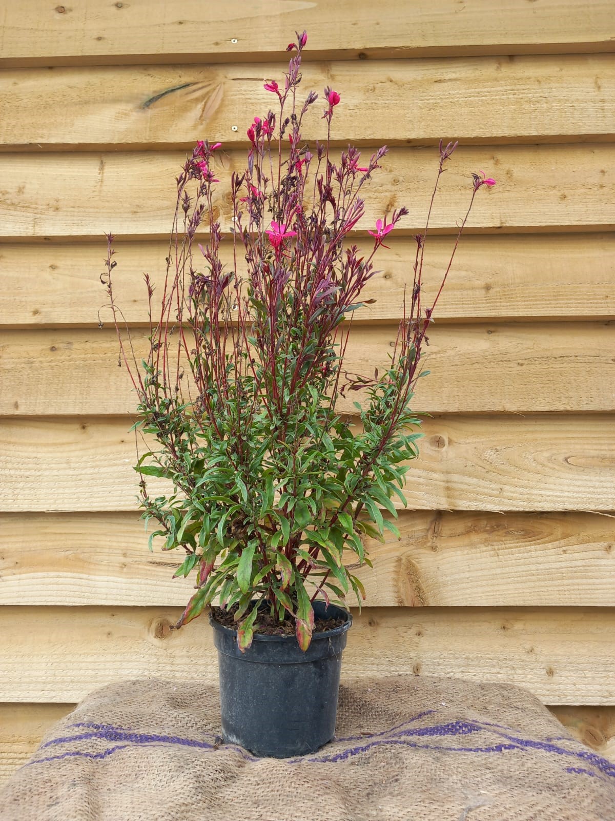 Gaura lindheimeri ‘Gambit Rose’ | Frost's Nurseries