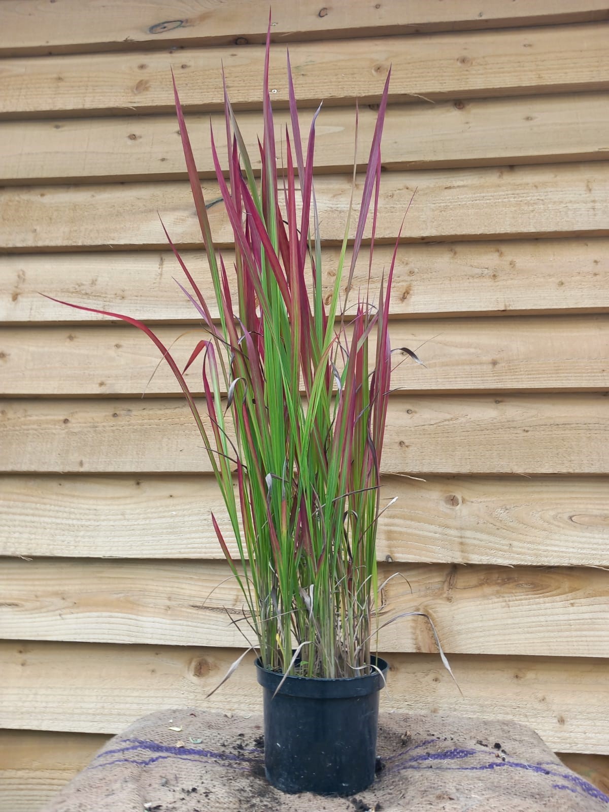 Imperata 'Red Baron' | Frost's Nurseries