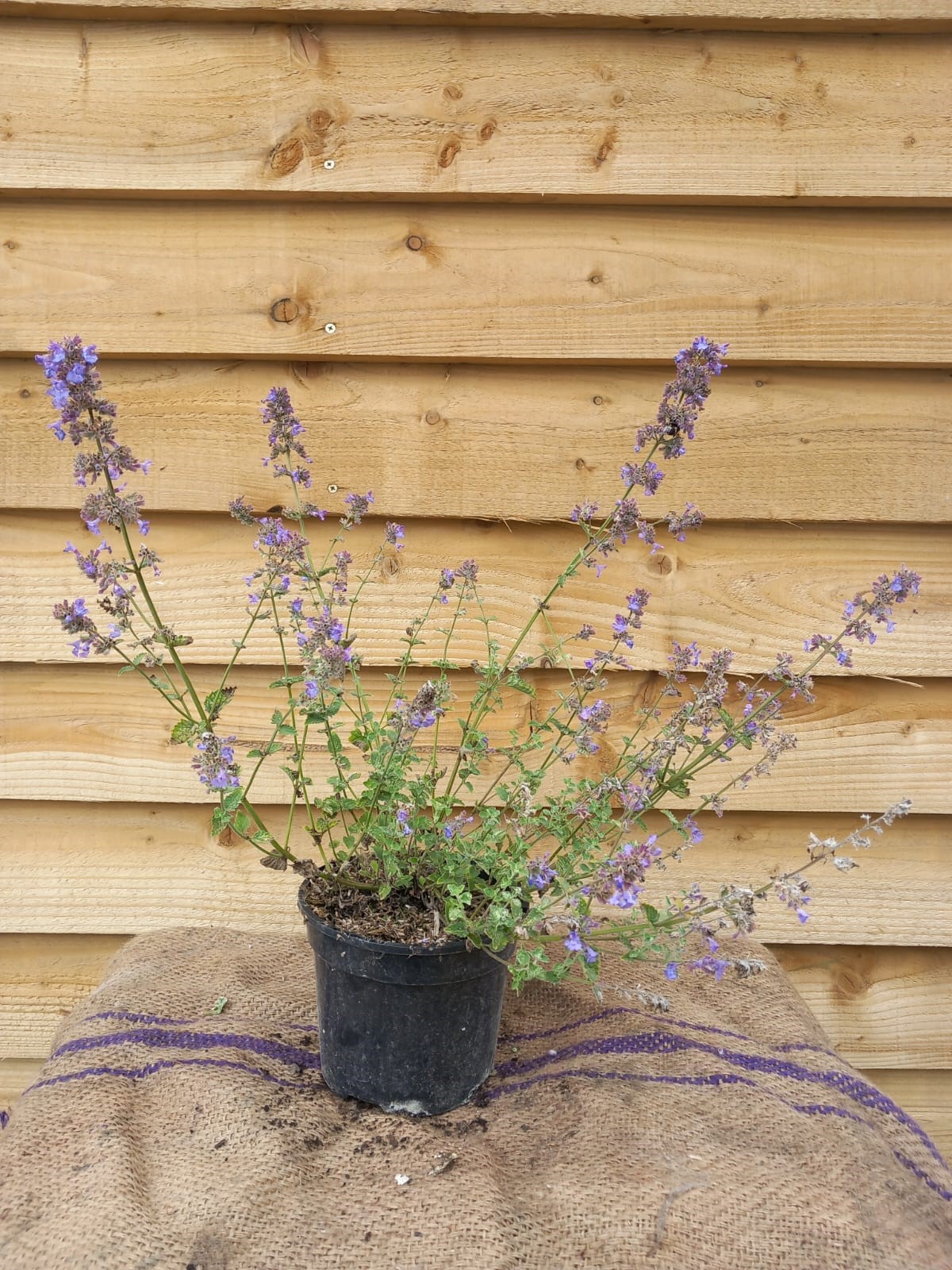 Nepeta x faassenii ‘Kit Kat’ | Frost's Nurseries