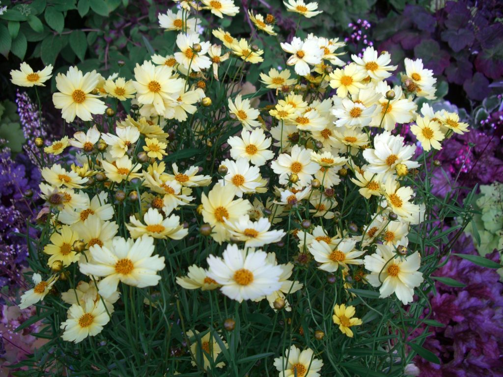 Coreopsis 'Full moon' | Frost's Nurseries