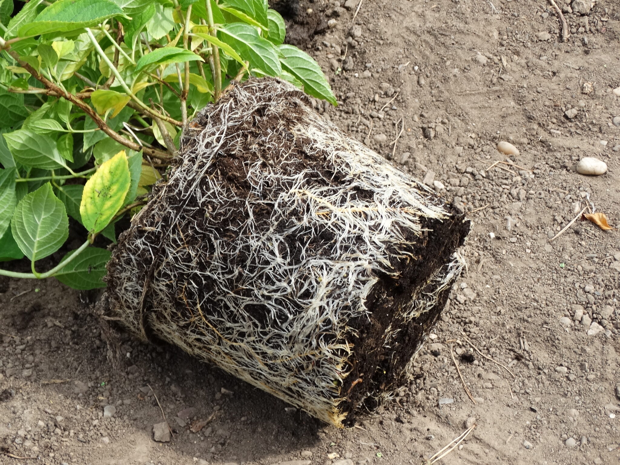 Shrub Planting Guide | Frost's Nurseries