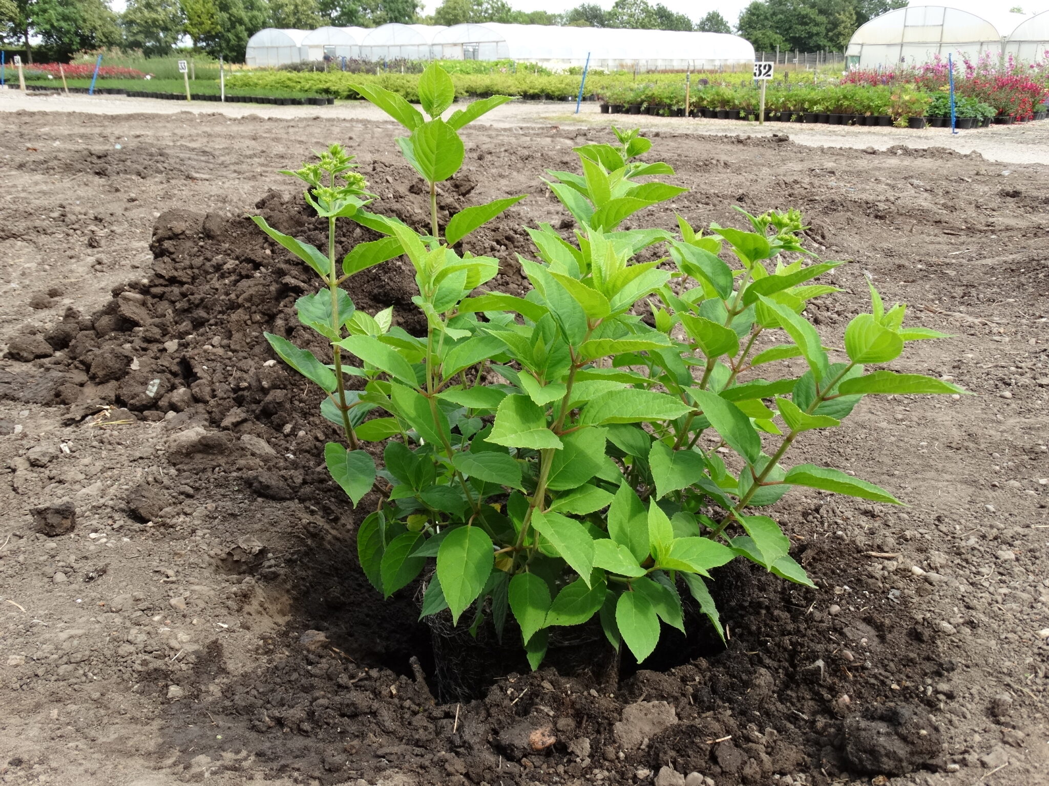 Shrub Planting Guide | Frost's Nurseries