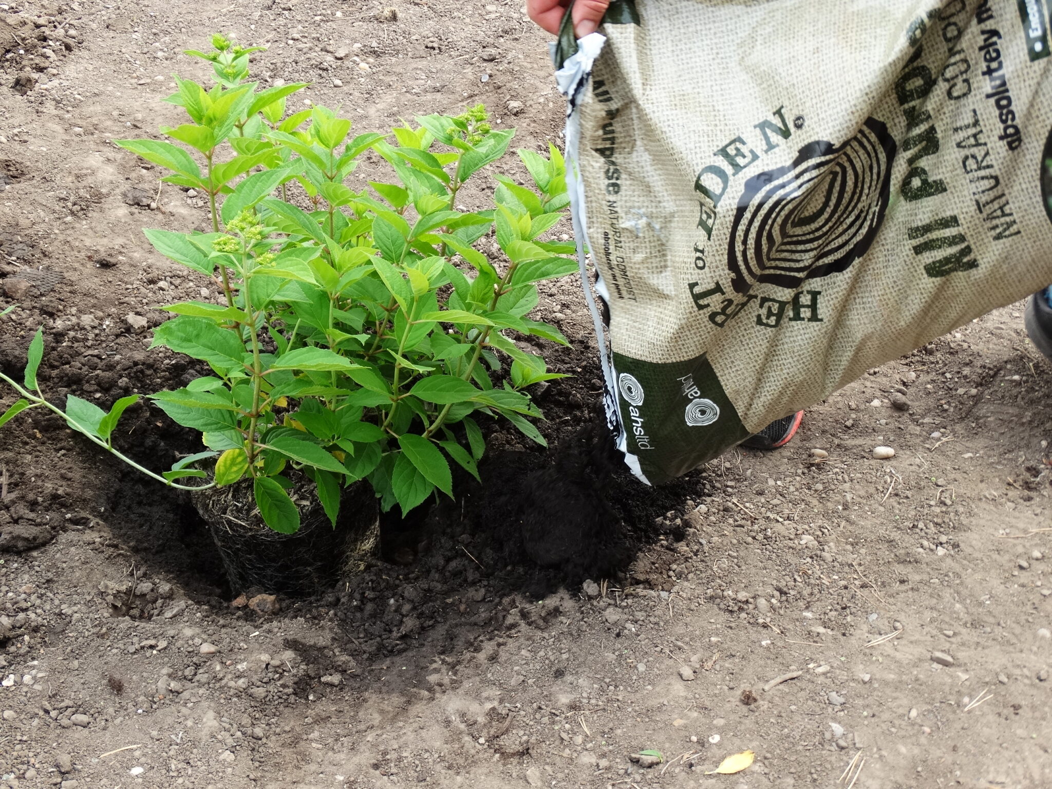 Shrub Planting Guide | Frost's Nurseries