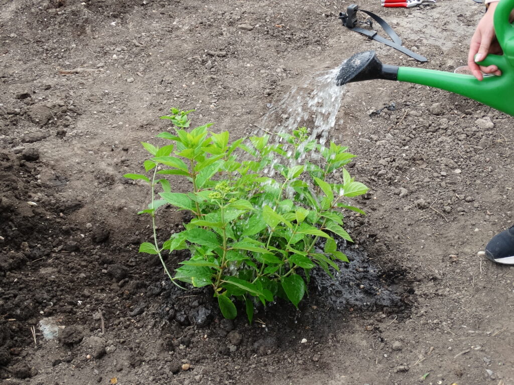 Shrub Planting Guide | Frost's Nurseries