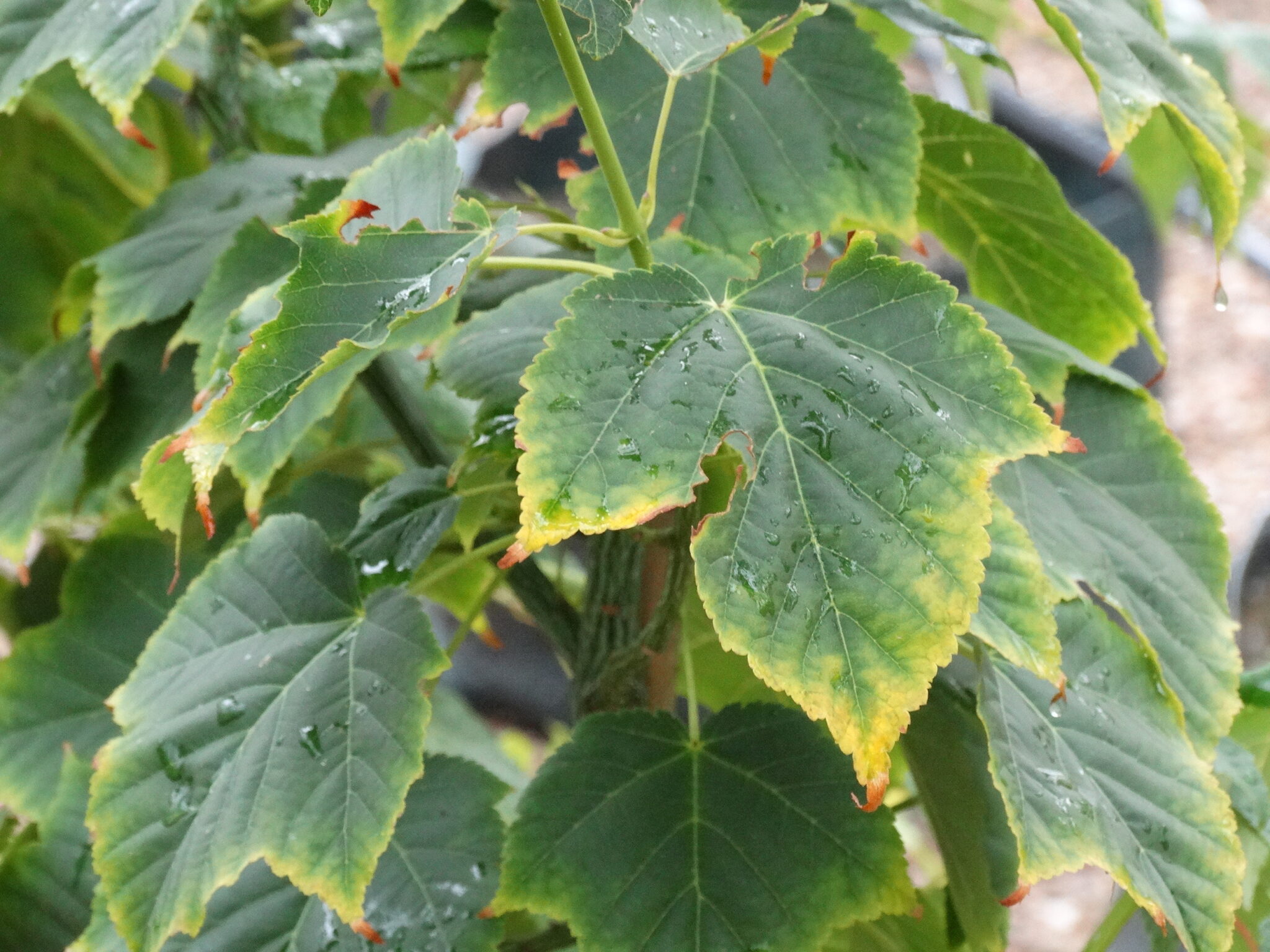 Acer davidii 'Viper' 8/10cm girth | Frost's Nurseries