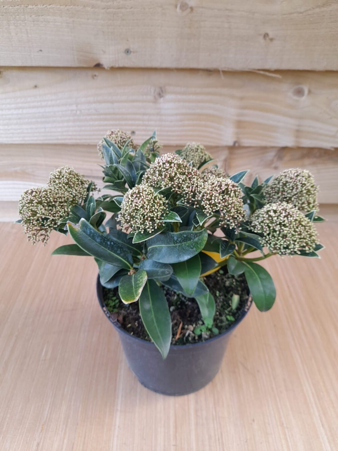 Skimmia japonica 'Fragrant Cloud' | Frost's Nurseries