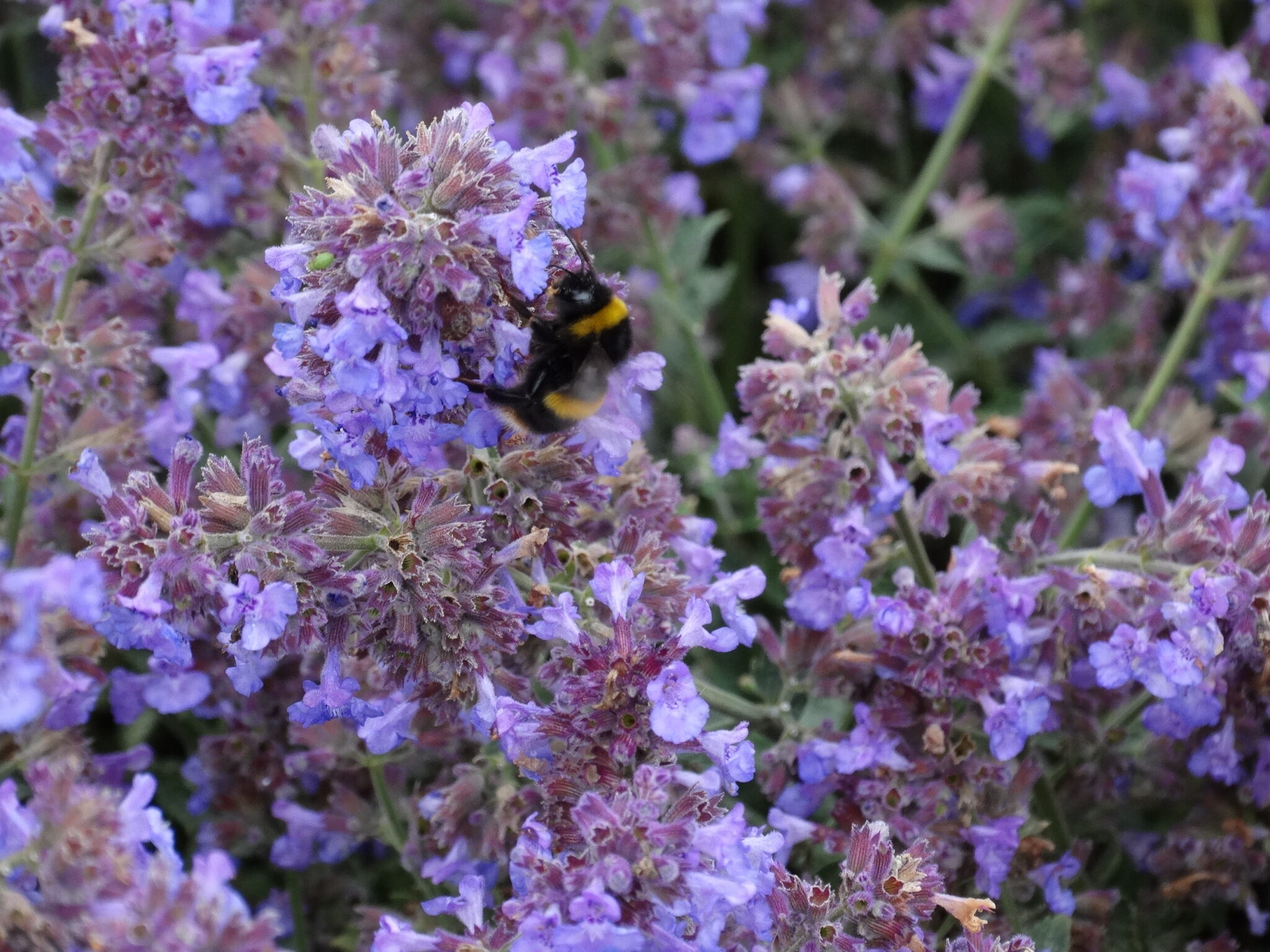 Nepeta x faassenii ‘Kit Kat’ | Frost's Nurseries