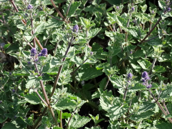 Nepeta x faassenii ‘Kit Kat’ | Frost's Nurseries