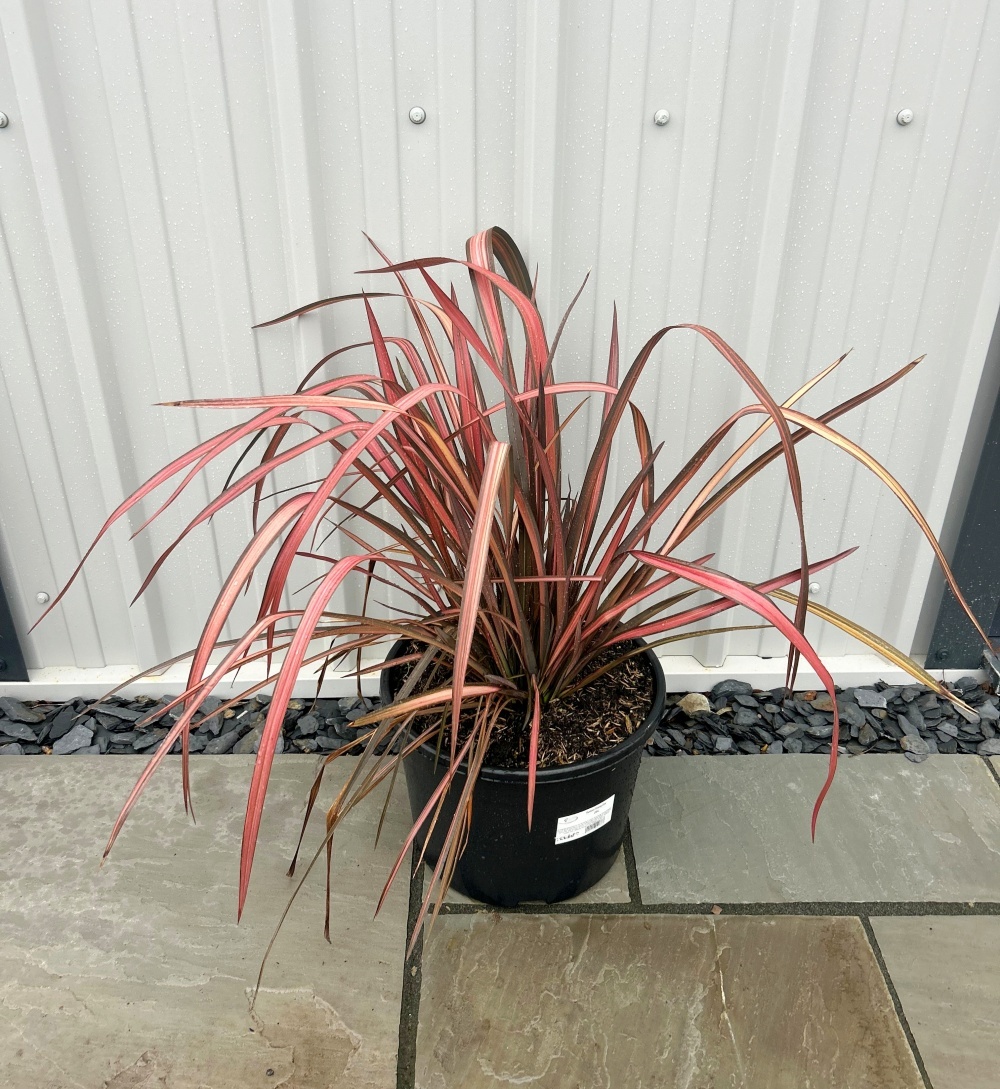 Phormium 'Evening Glow' | Frost's Nurseries