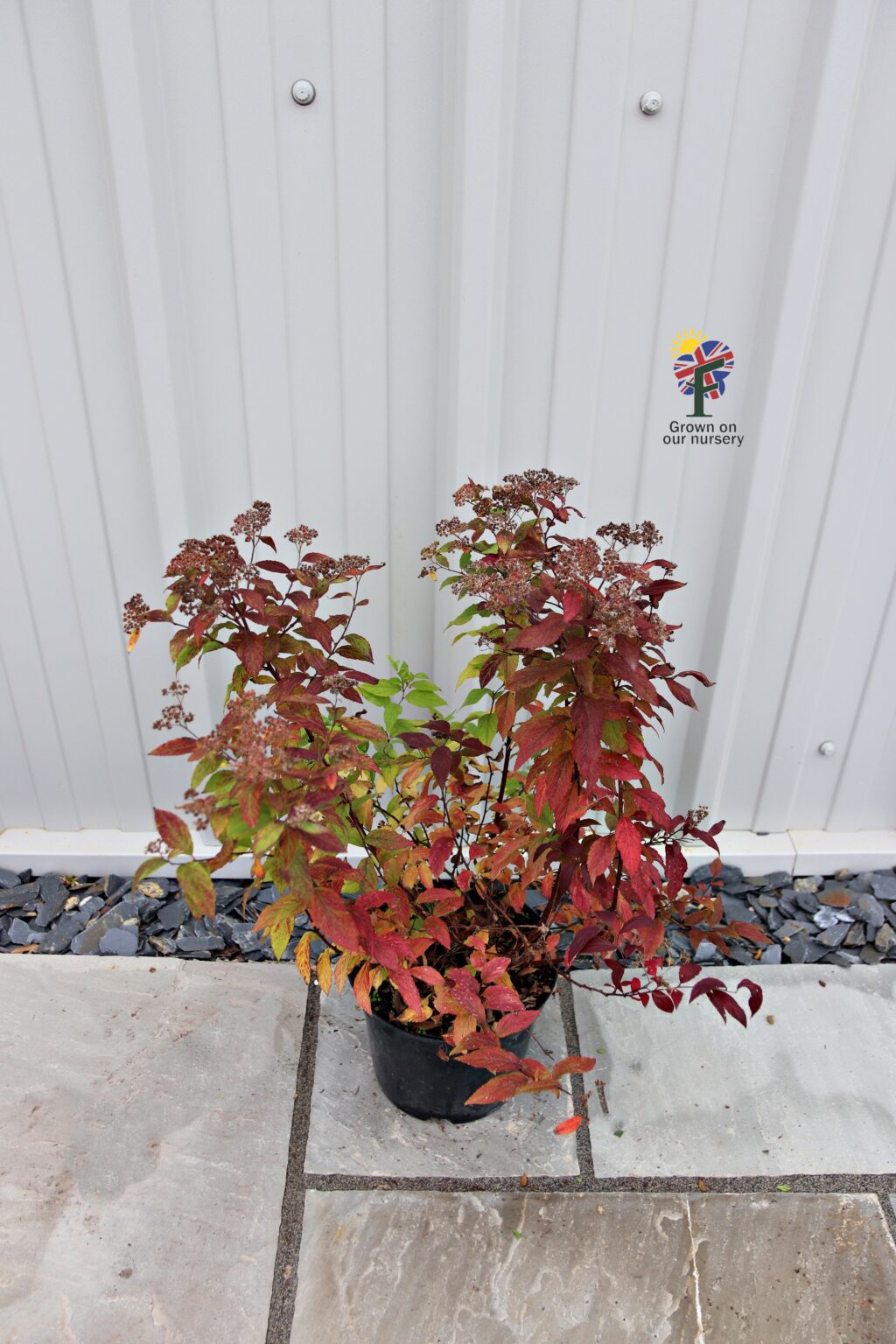 Spiraea japonica 'Gold Flame' | Frost's Nurseries