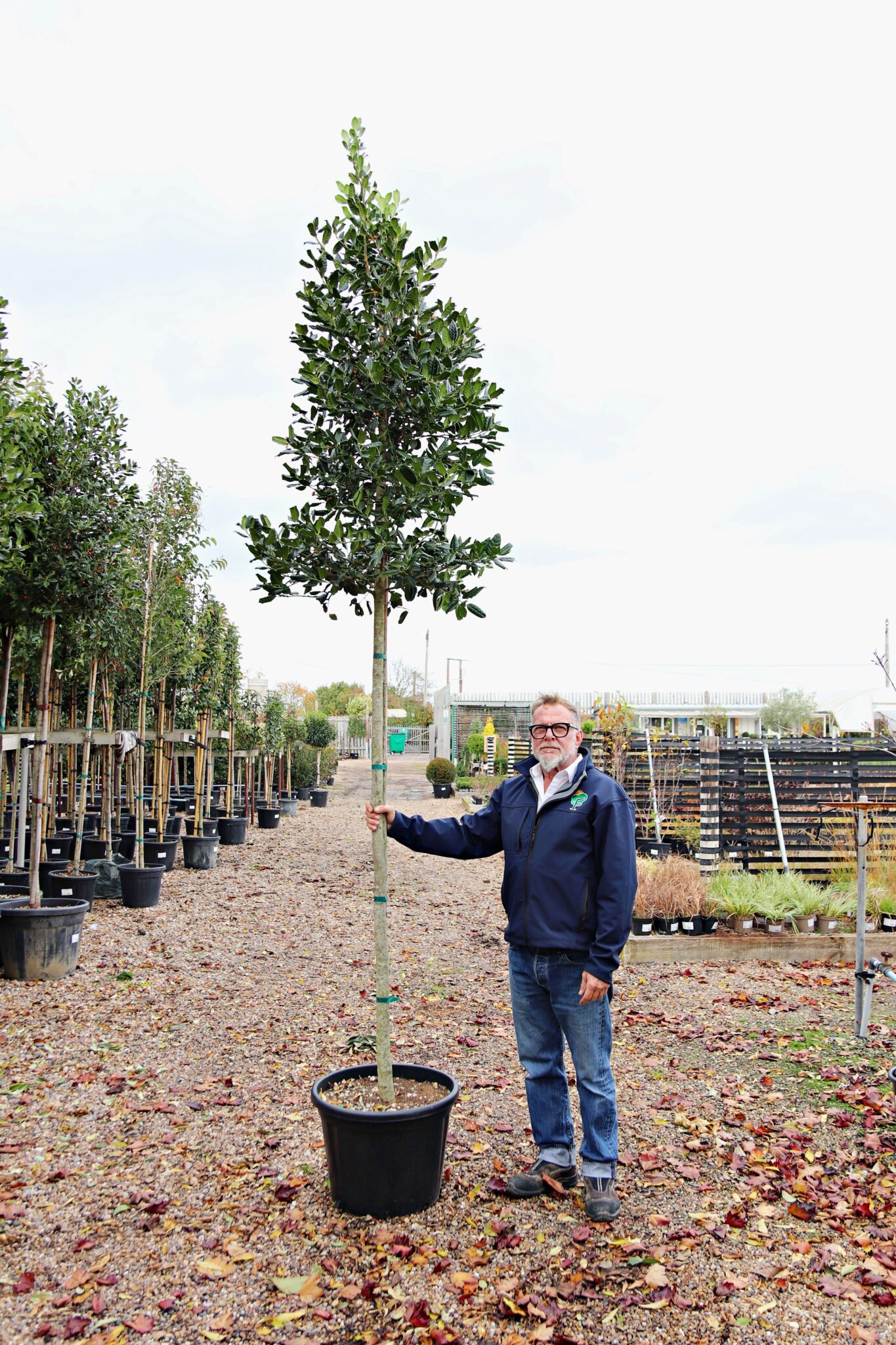Ilex 'Nellie R. Stevens' Standard Tree | Frost's Nurseries