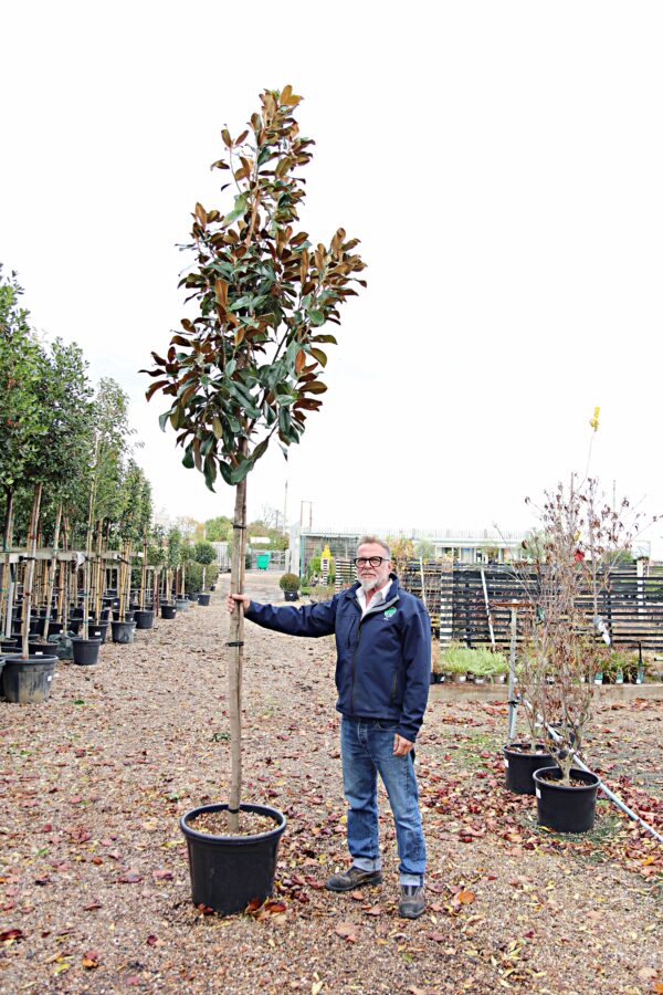 Magnolia grandiflora 'Praecox' (Goliath) 10/12cm girth Standard Tree ...