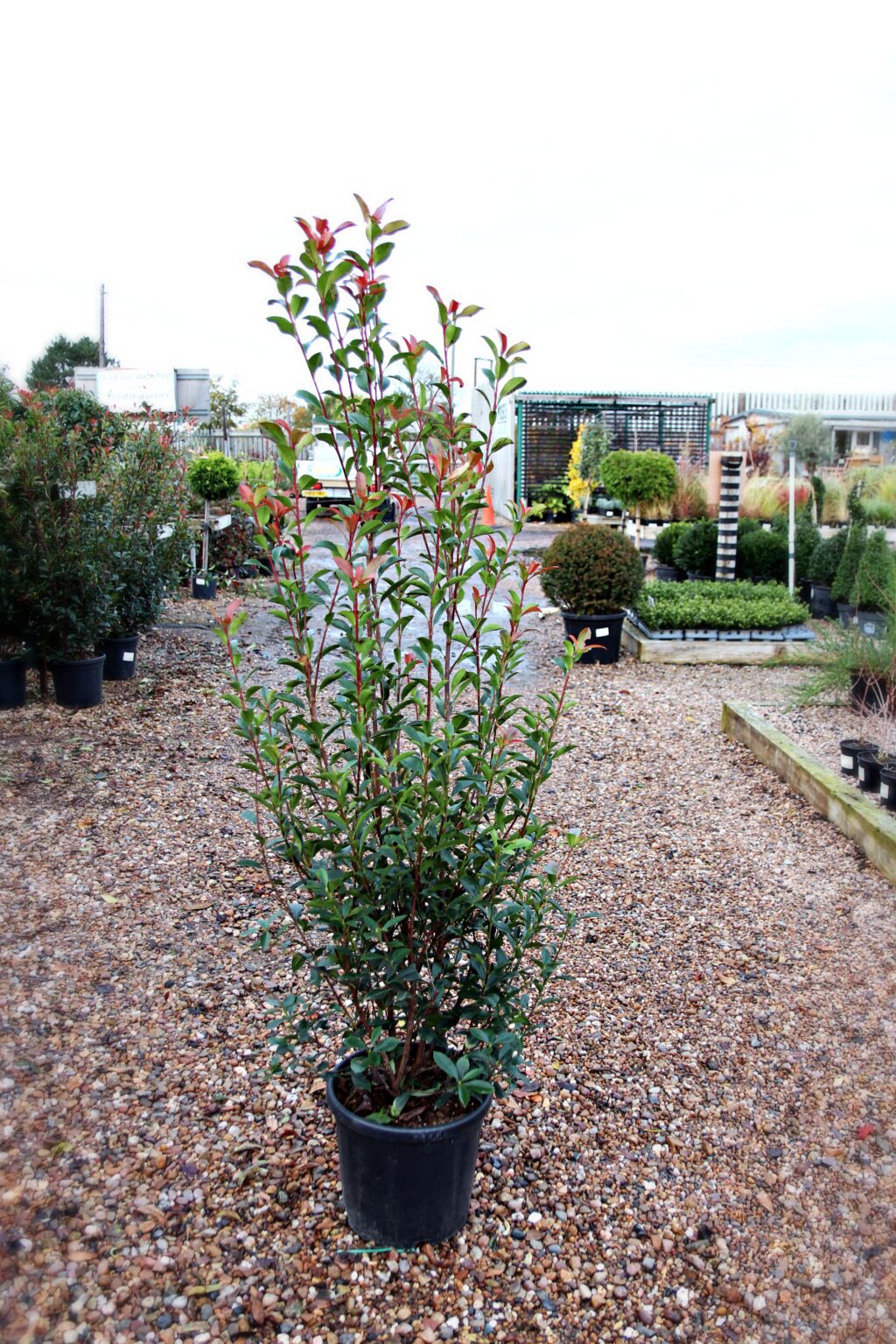 Photinia x fraseri 'Robusta Compacta' | Frost's Nurseries