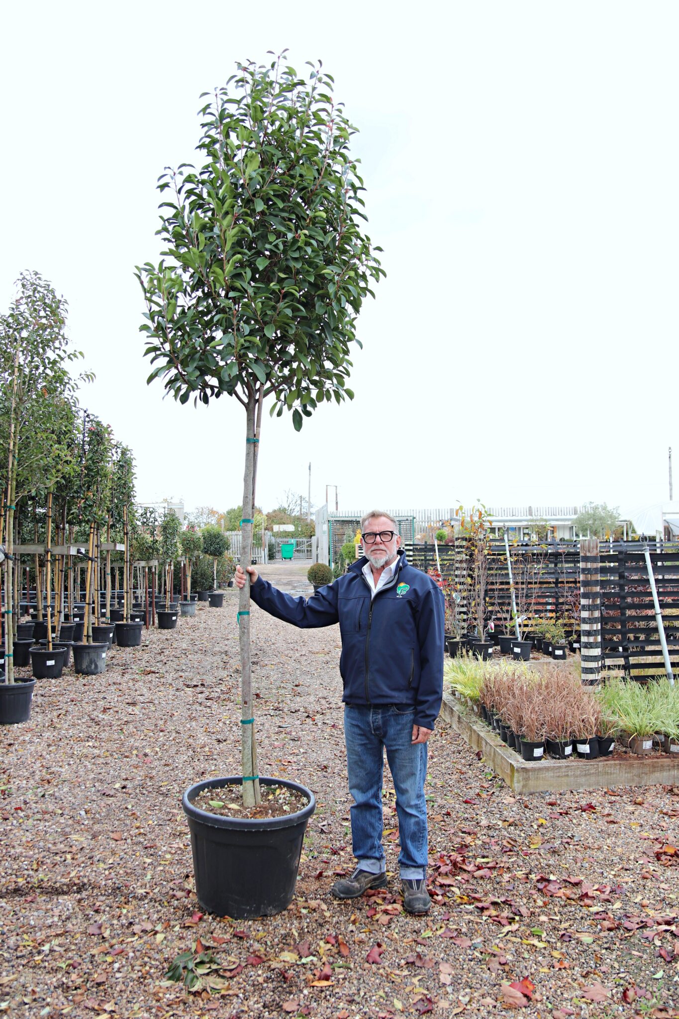 Photinia x fras. 'Red Robin' Standard Tree | Frost's Nurseries