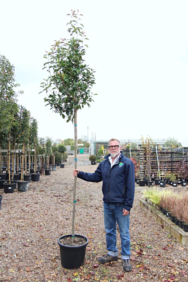 Photinia x fras. 'Red Robin' Standard Tree | Frost's Nurseries