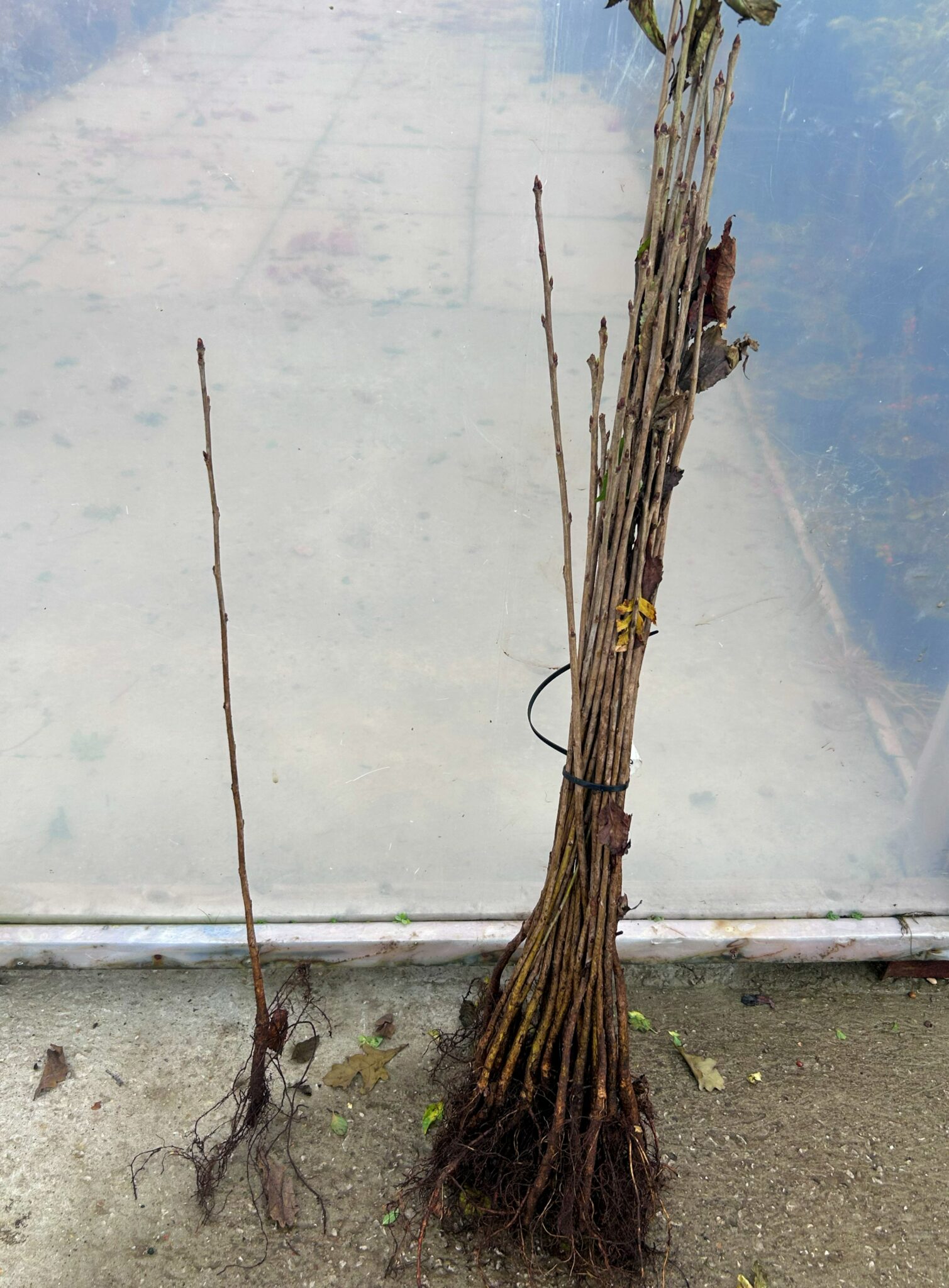 Bare Root Prunus avium (Wild cherry) - 10/25 Bundles | Frost's Nurseries