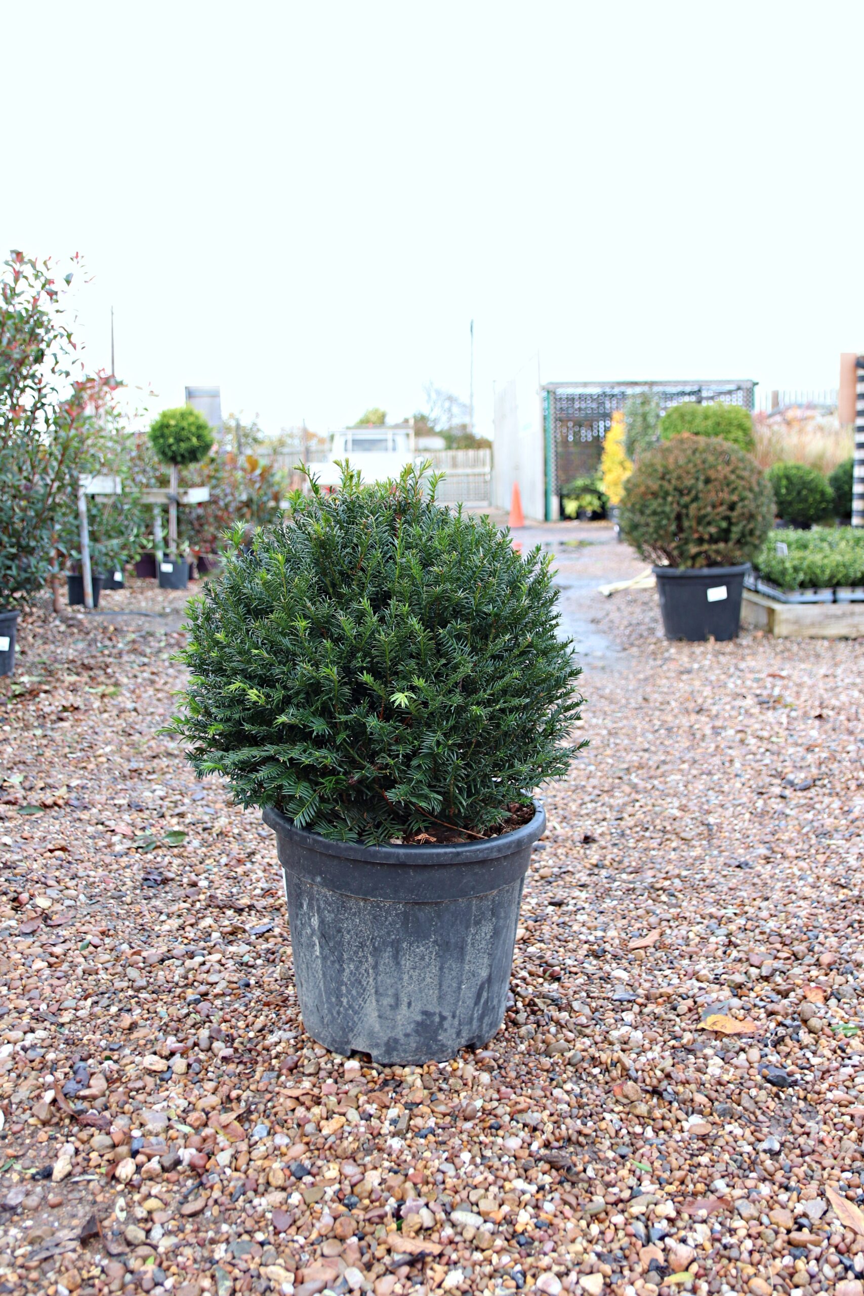 Taxus baccata | Frost's Nurseries