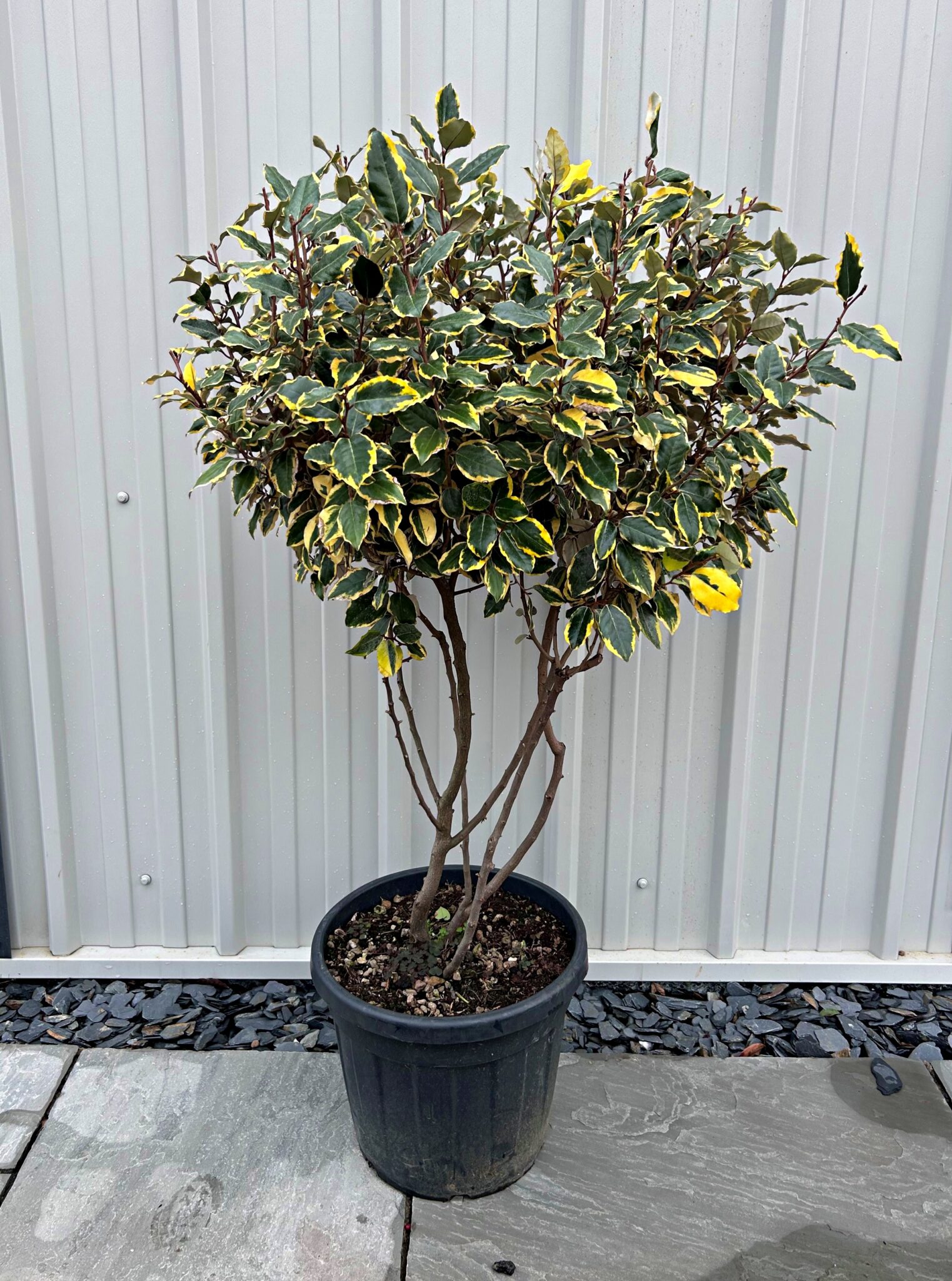 Elaeagnus x ebbingei 'Viveleg' Multistem Parachute | Frost's Nurseries