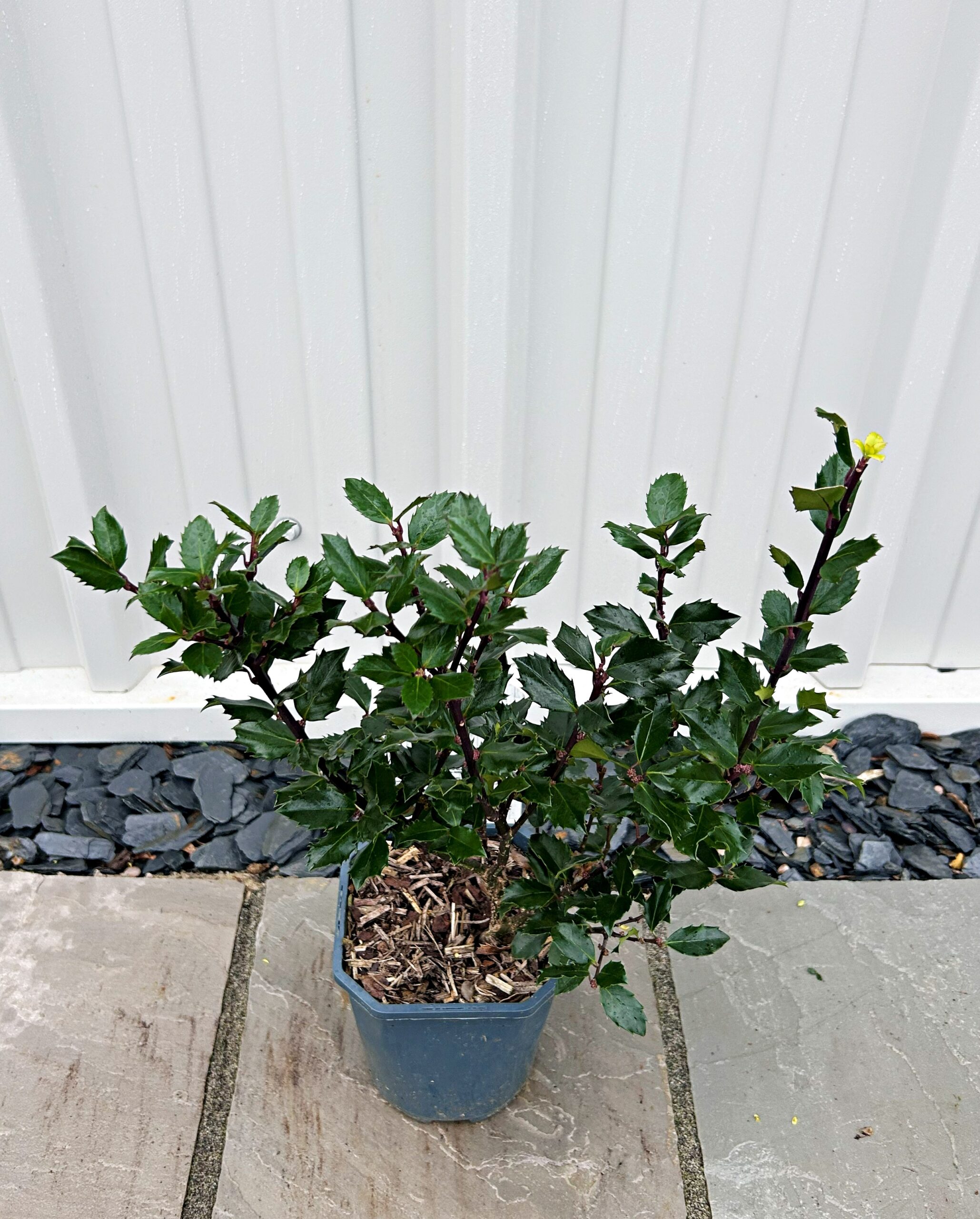 Ilex x meserveae 'Blue Prince' | Frost's Nurseries