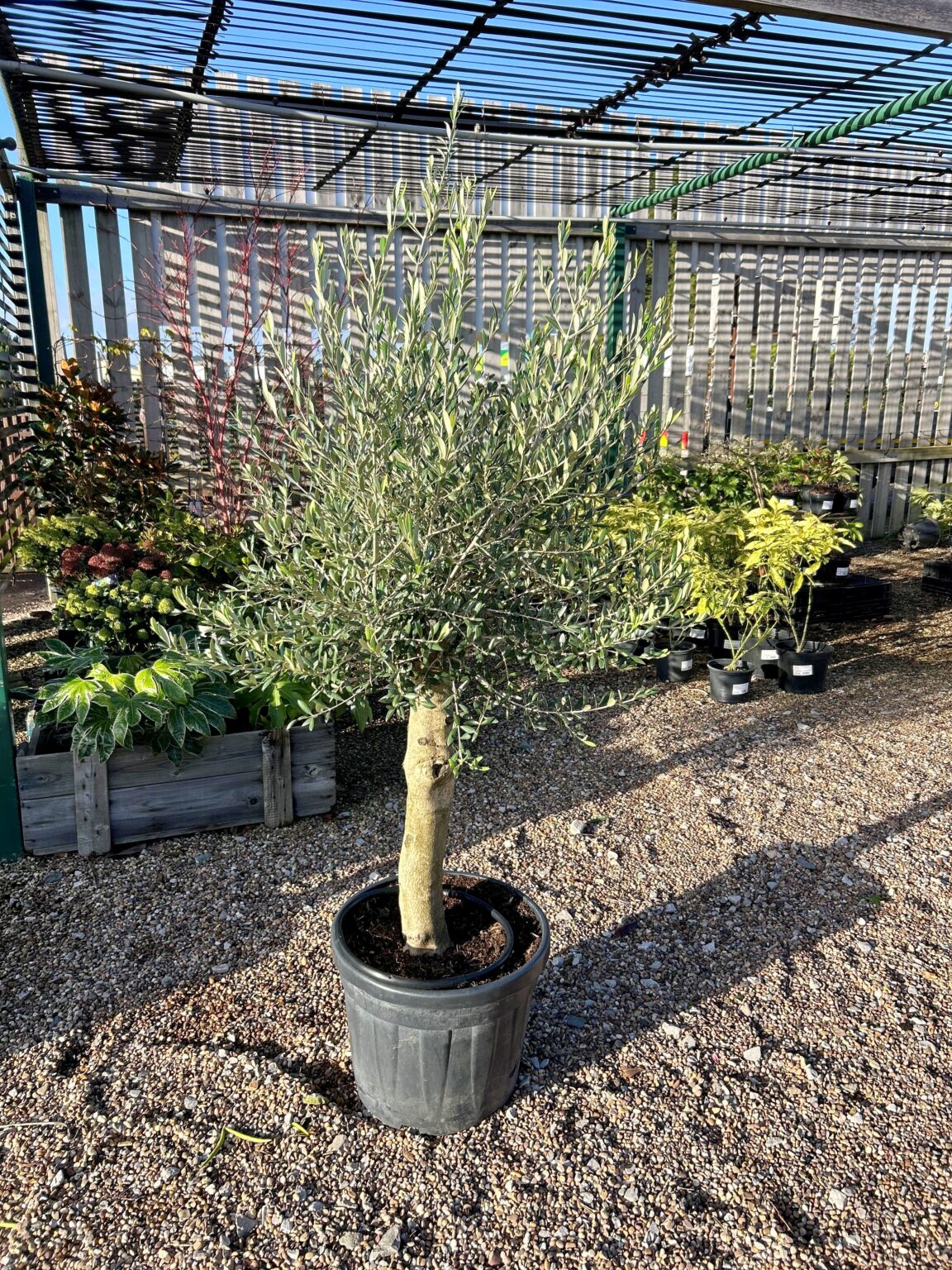 Olea europaea – Olive Tree | Frost's Nurseries